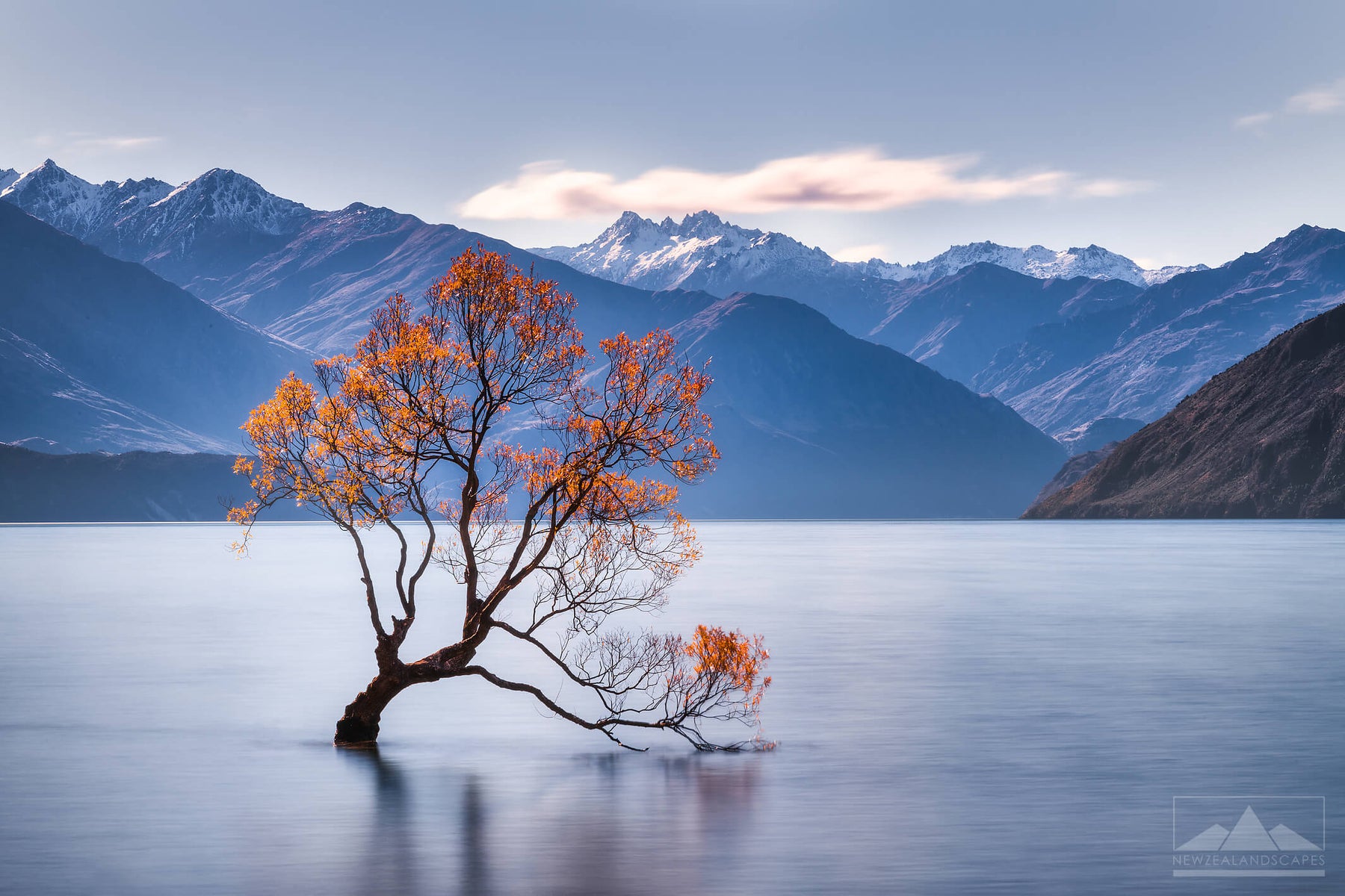 Lake Wanaka - The Willow Tree NZ Landscape Photo Print – Newzealandscapes